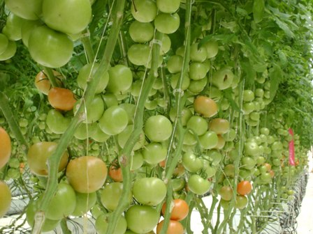 Panorama S.A. Agricultura Responsable, Guatemala, Centro America
